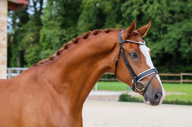 Westfale Wallach 5 Jahre Fuchs in Salzbergen