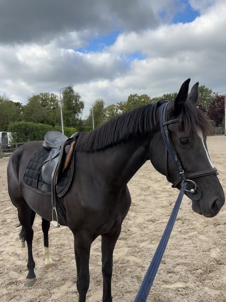 Zangersheider Gelding 6 years 17 hh Chestnut-Red in Schijndel