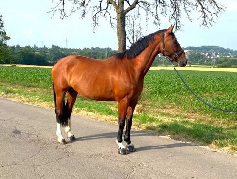 Zweibrücker Stute 15 Jahre 169 cm Hellbrauner in Oberstadion